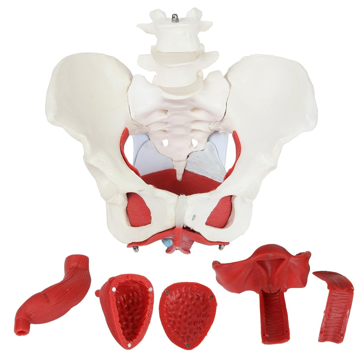 Myaskro Female Pelvis with Vertebrae & Organs + Male Pelvis Set